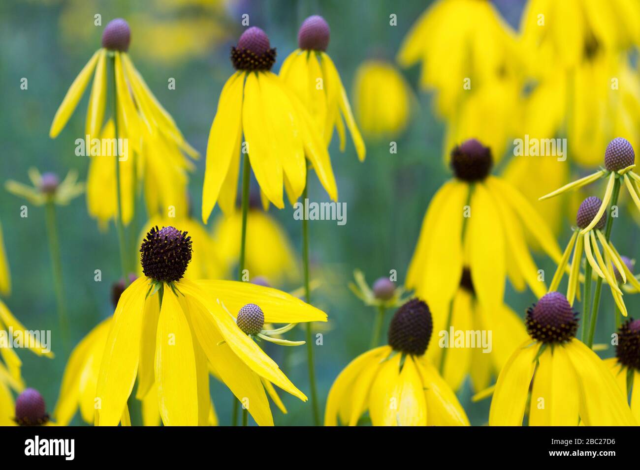 Echinacea paradoxa hi-res stock photography and images - Alamy