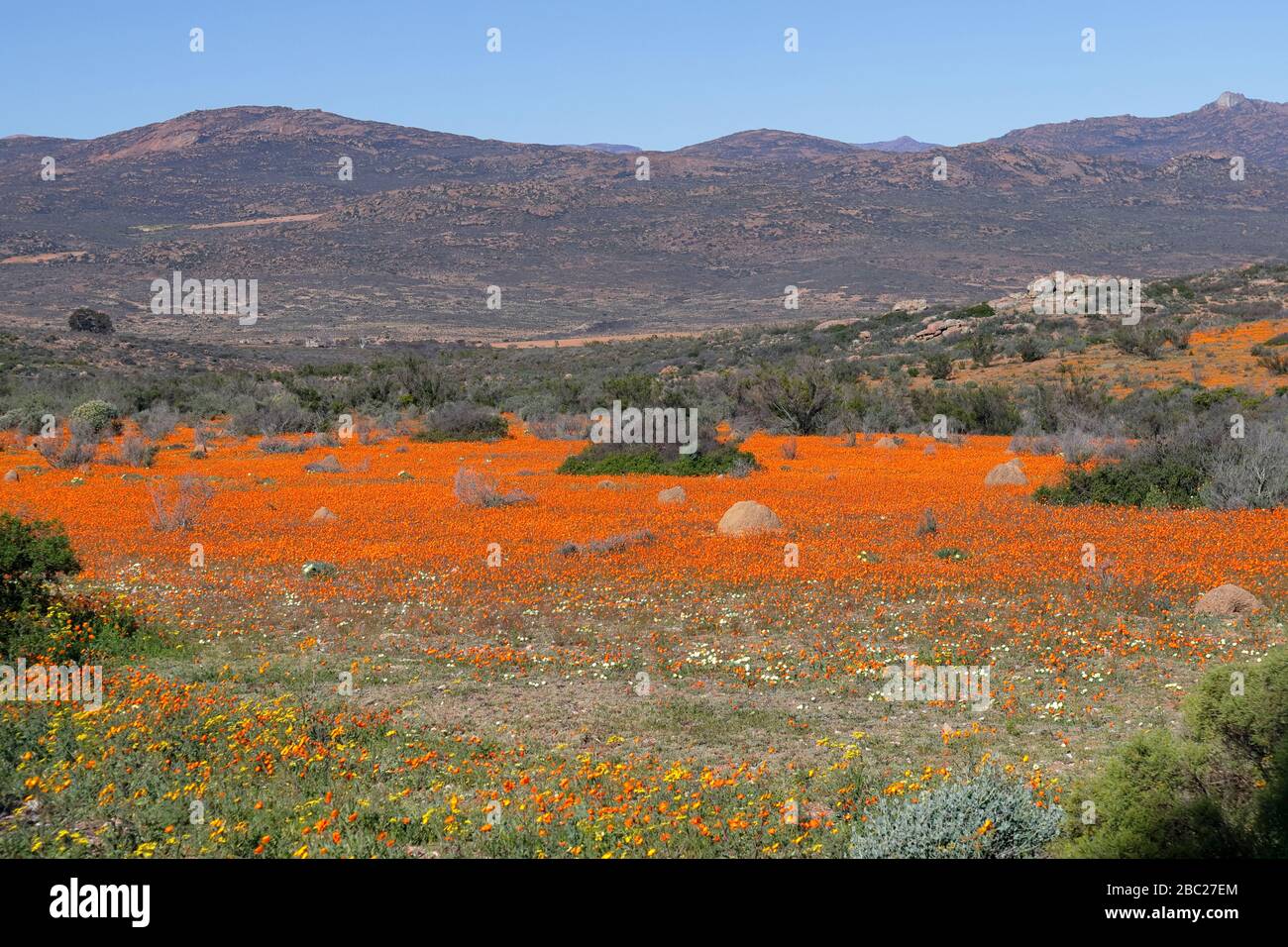 Landscapes and views of the prolific wild flower displays in the ...
