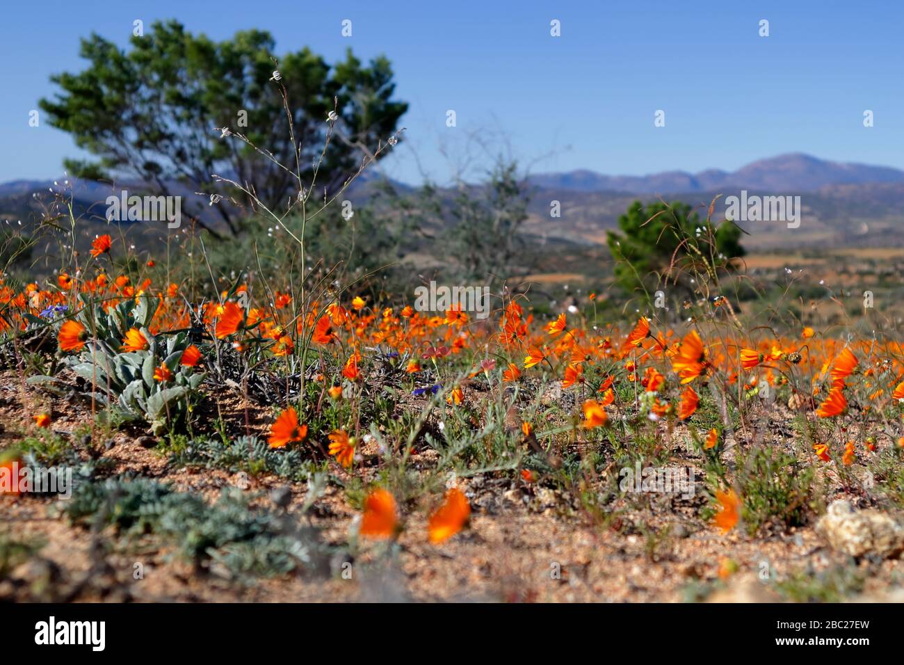 Landscapes and views of the prolific wild flower displays in the ...