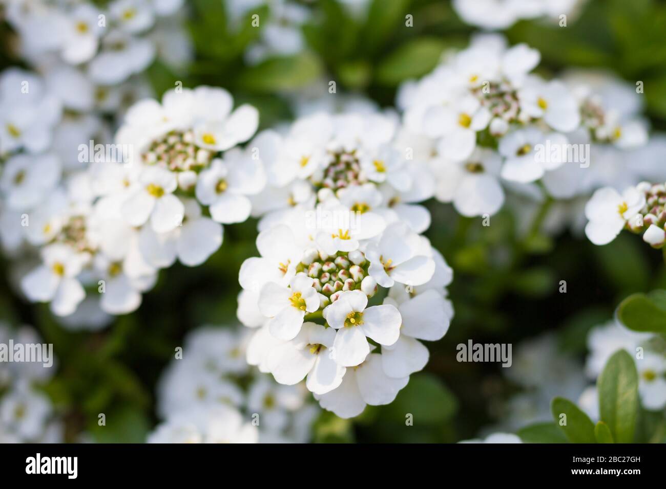 Iberis Sempervirens High Resolution Stock Photography and Images - Alamy