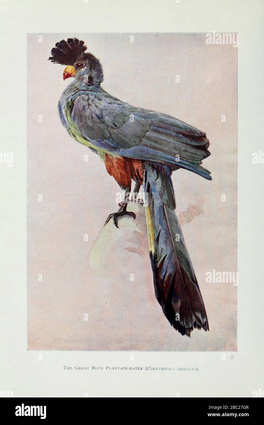 Great blue plantain-eater corythoeola cristata Stock Photo - Alamy