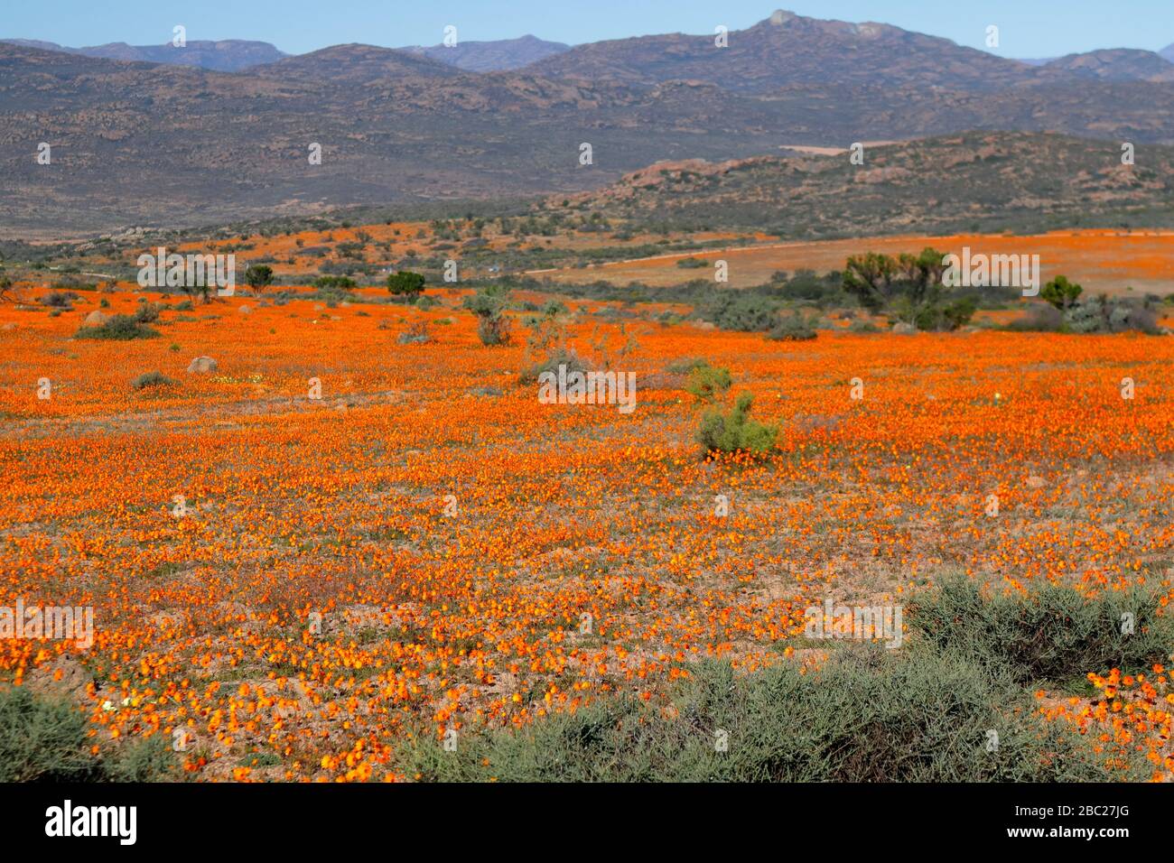 Landscapes and views of the prolific wild flower displays in the ...