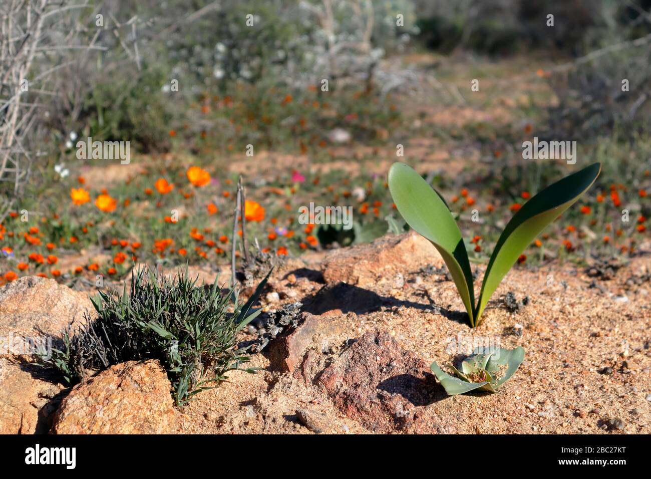 Landscapes and views of the prolific wild flower displays in the ...