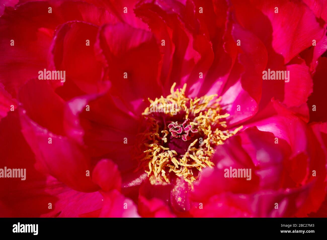 Chinese tree hi-res stock photography and images - Alamy