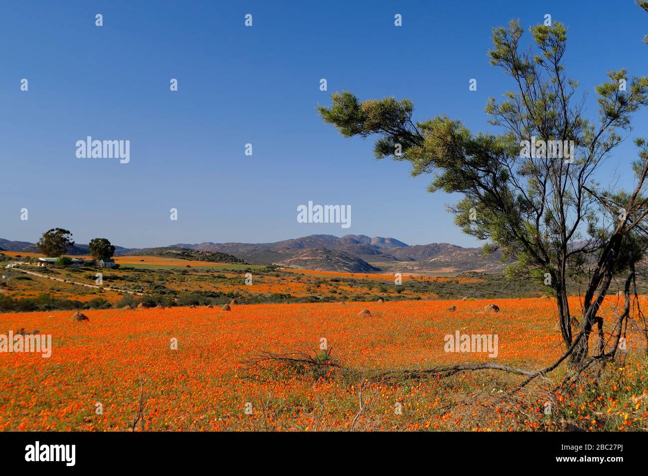 Landscapes and views of the prolific wild flower displays in the ...