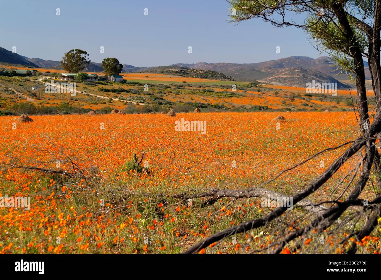 Landscapes and views of the prolific wild flower displays in the ...