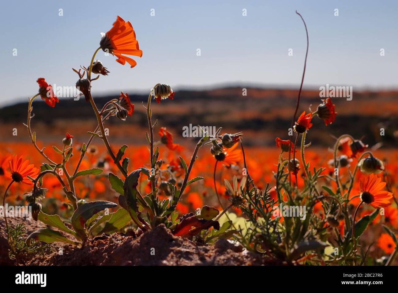 Landscapes and views of the prolific wild flower displays in the ...