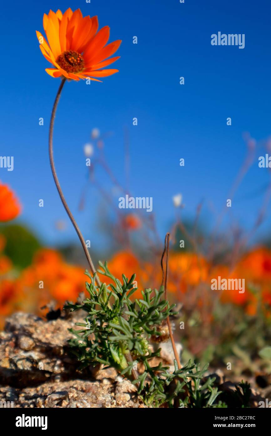 Landscapes and views of the prolific wild flower displays in the ...