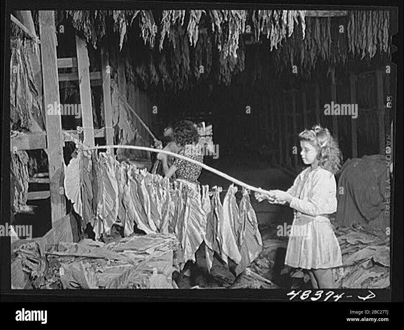 Stringing tobacco hi-res stock photography and images - Alamy