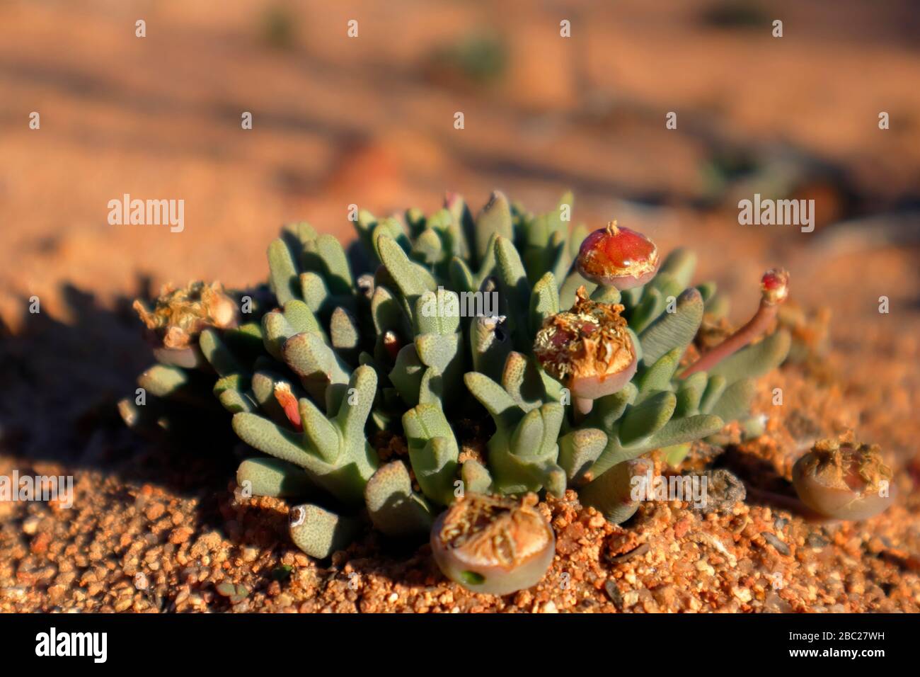 Landscapes and views of the prolific wild flower displays in the ...