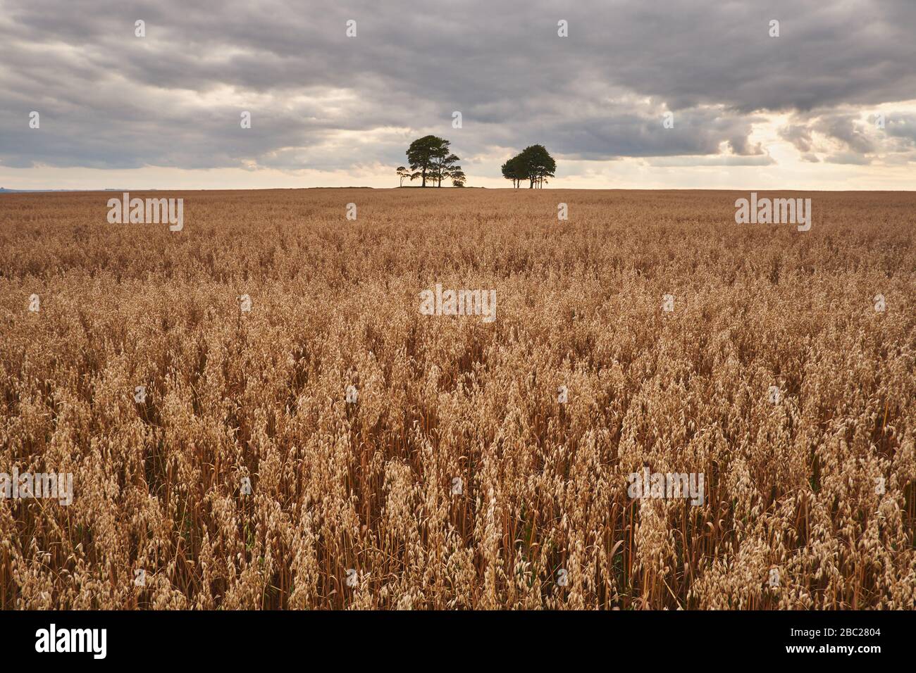 The view across to Roundway Down Iron Age Hill Fort, Devizes, UK Stock ...