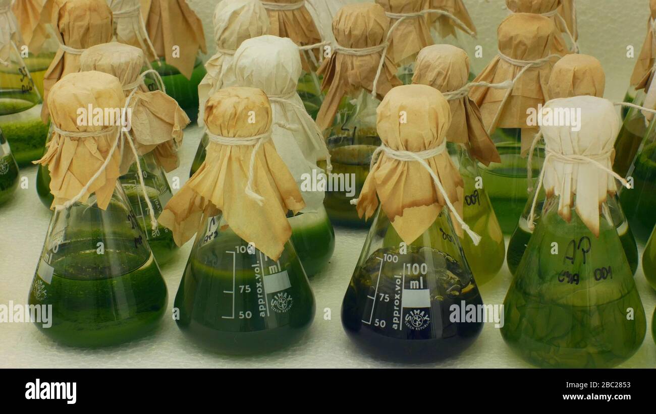 Research scientist medical plants green algae for medicinal purposes ...