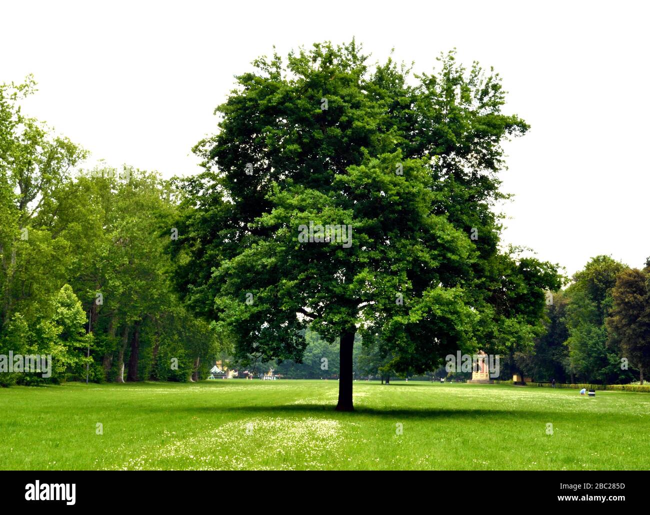 Firenze, Le Cascine park. A nice tree stands alone in a wide green ...