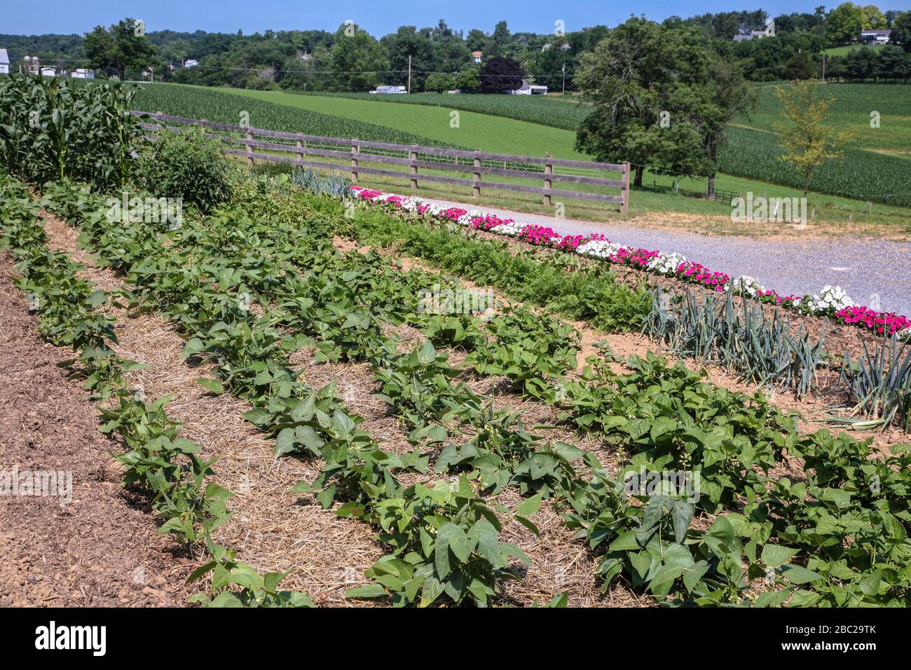 Vegetable garden in Lancaster County, Pennsylvania, USA, US Pa images ...