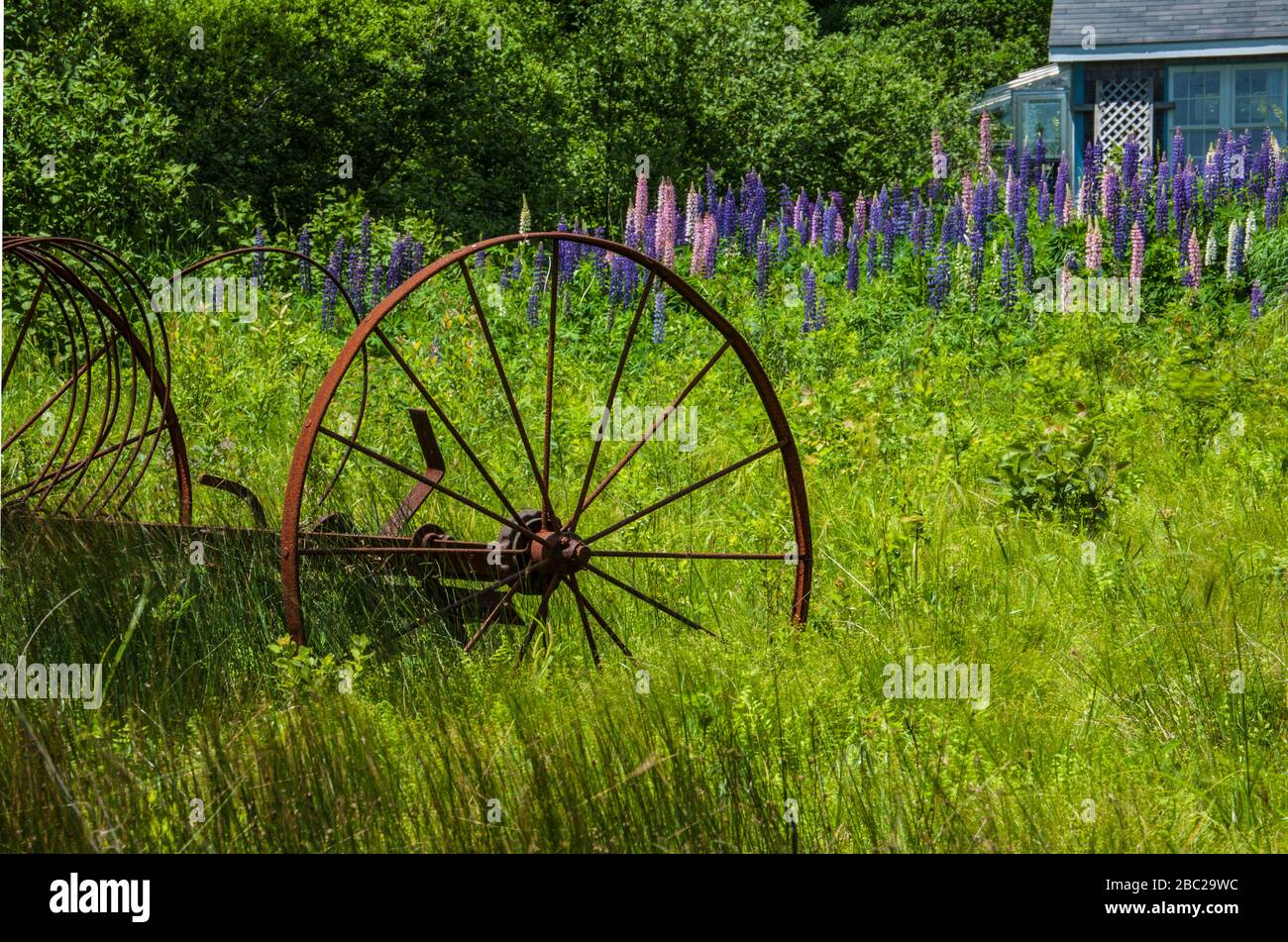 Vintage rusty hayrake with Larkspur flower garden, Acadia National Park ...