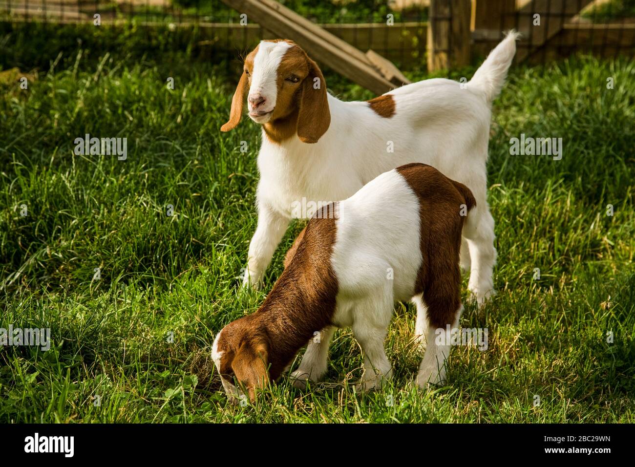 Ph kids hi-res stock photography and images - Alamy