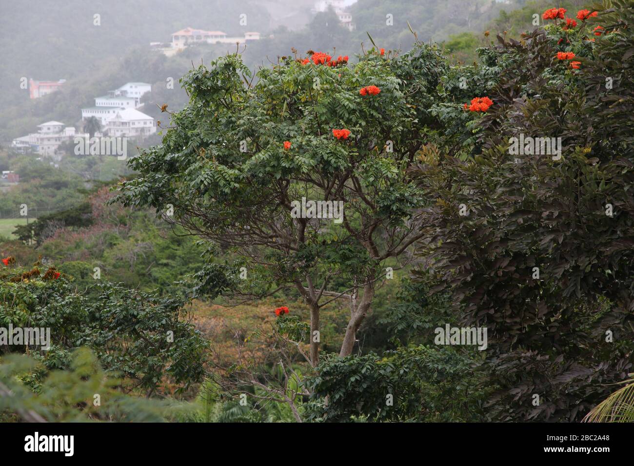 Mount Cinnamon Grenada Crimson Tulip Tree Spathodea Stock Photo - Alamy