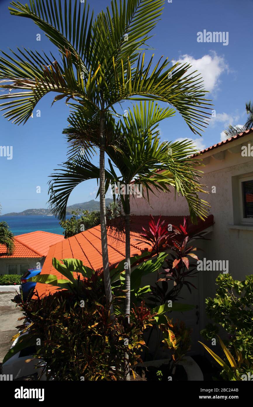 Mount Cinnamon Grenada Palm Trees outside Villas Stock Photo - Alamy