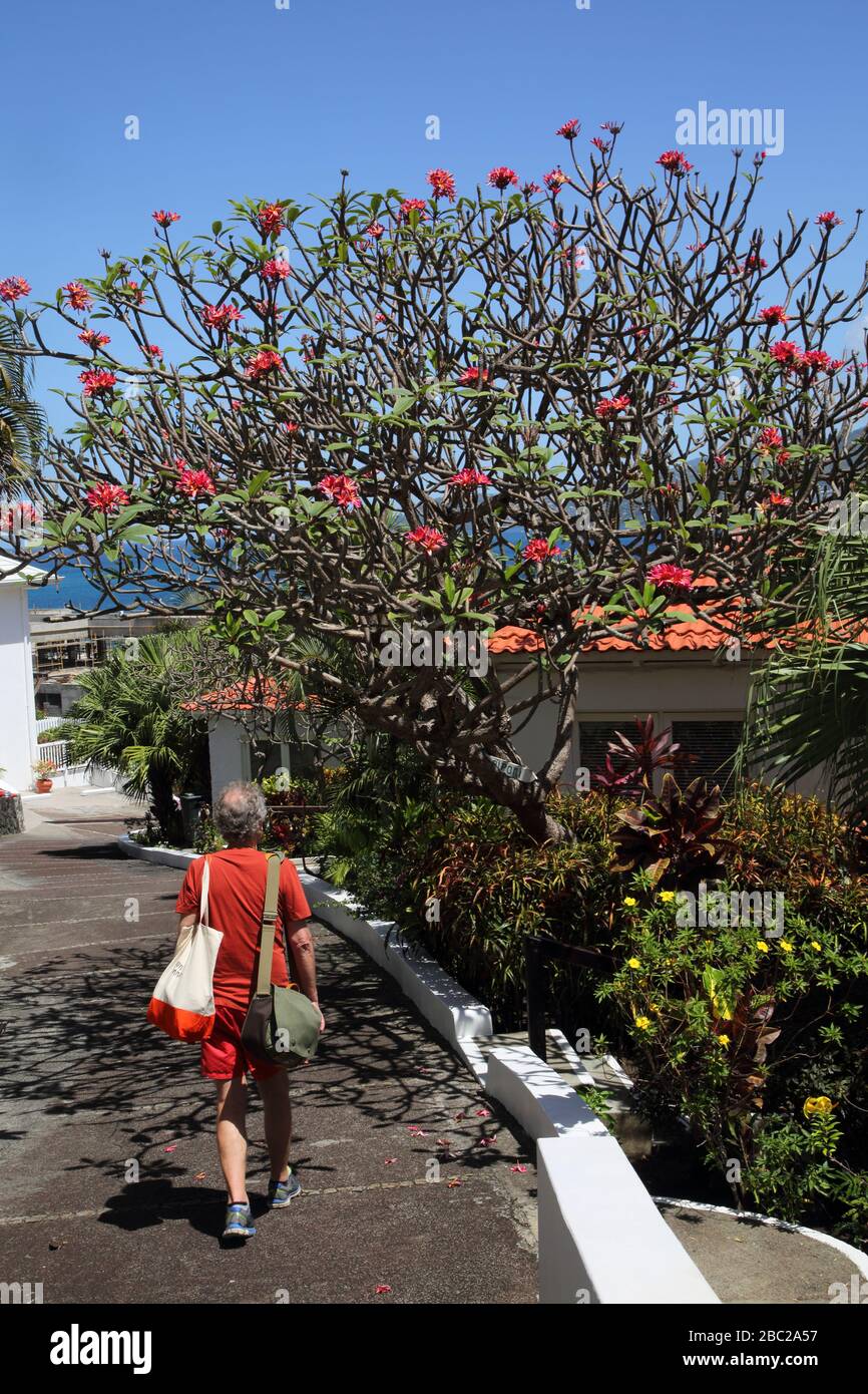 Grenada Mount Cinnamon Hotel Frangipani Tree - Rubra Stock Photo - Alamy