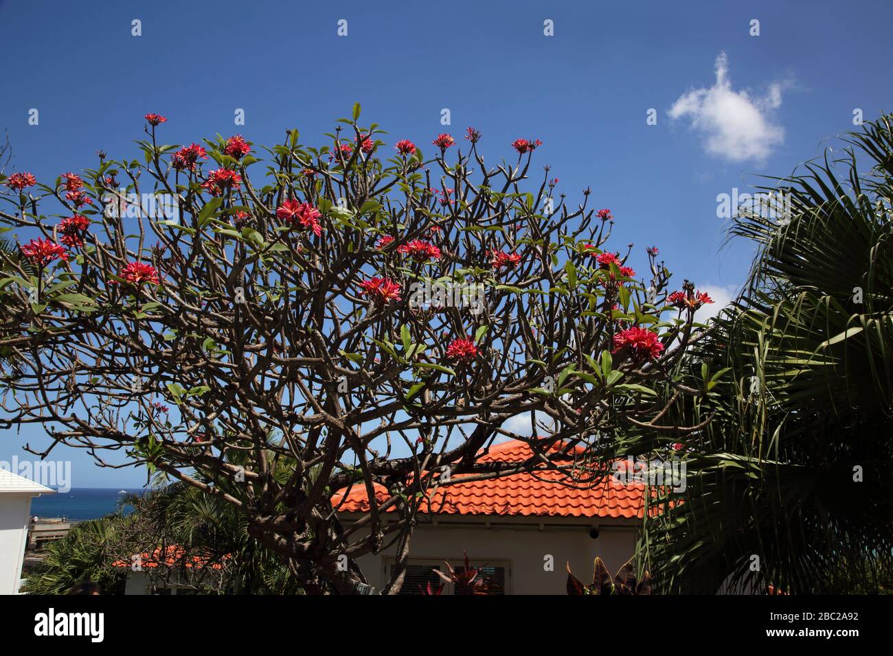 Grenada Mount Cinnamon Hotel Frangipani Tree - Rubra Stock Photo - Alamy