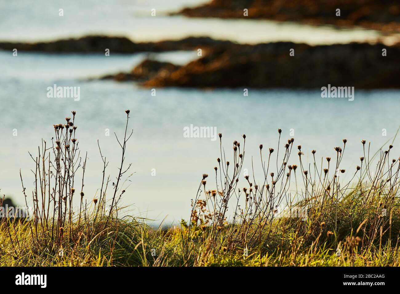 Plants and the sea near Skye, Scotland Stock Photo - Alamy