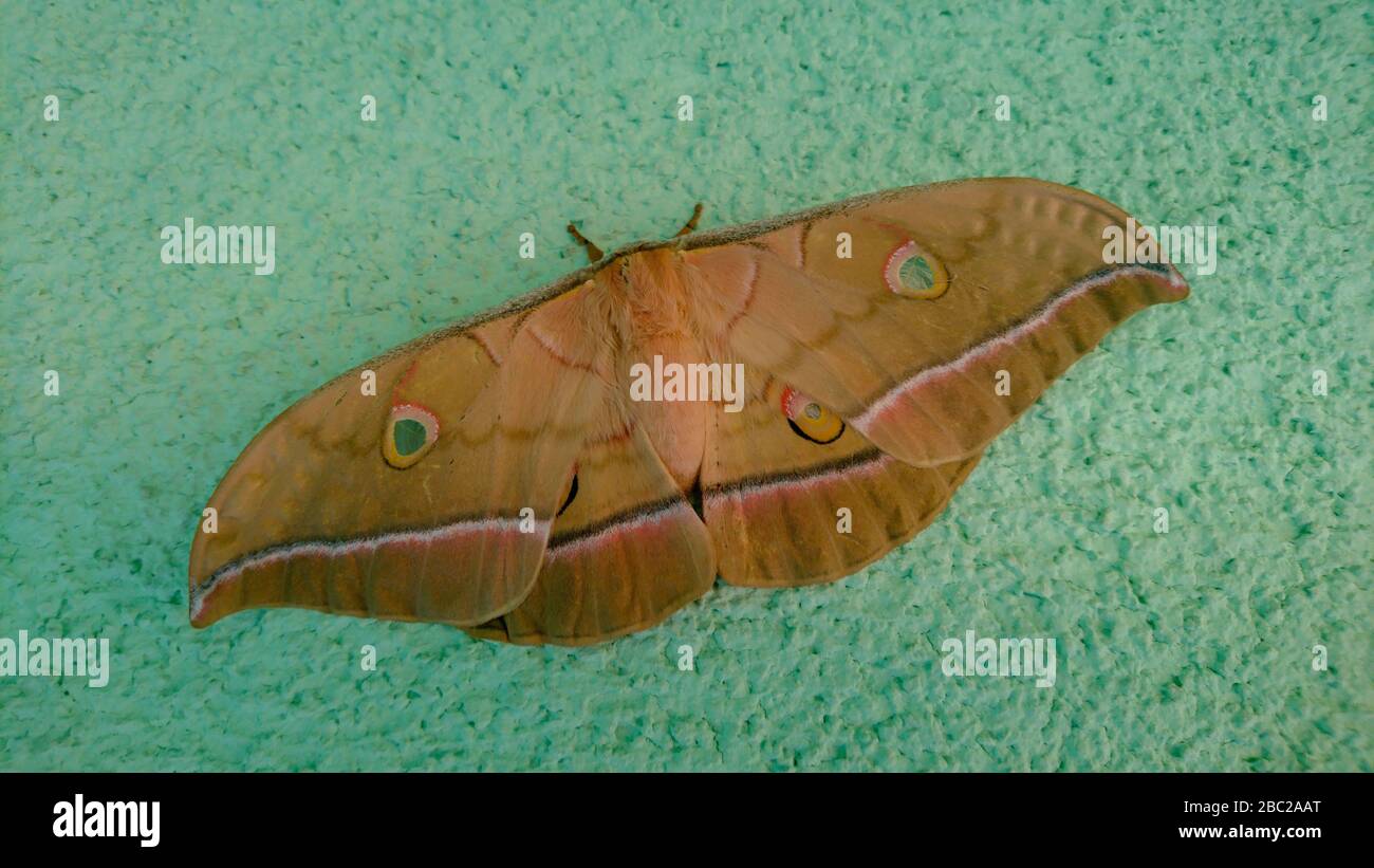 Monarch butterfly top view hi-res stock photography and images - Alamy