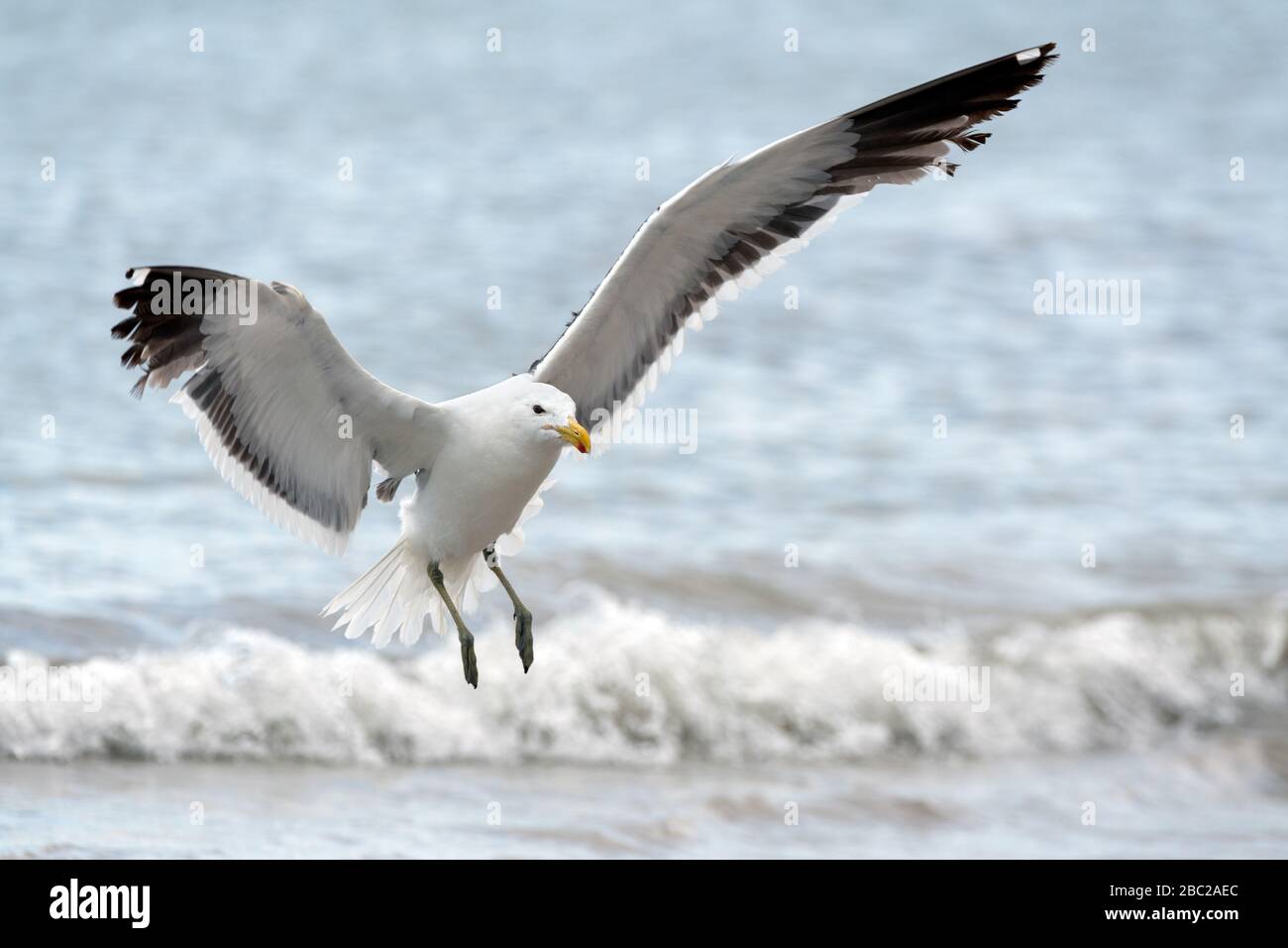 A close up action photograph of a seagull in flight with the ocean and ...