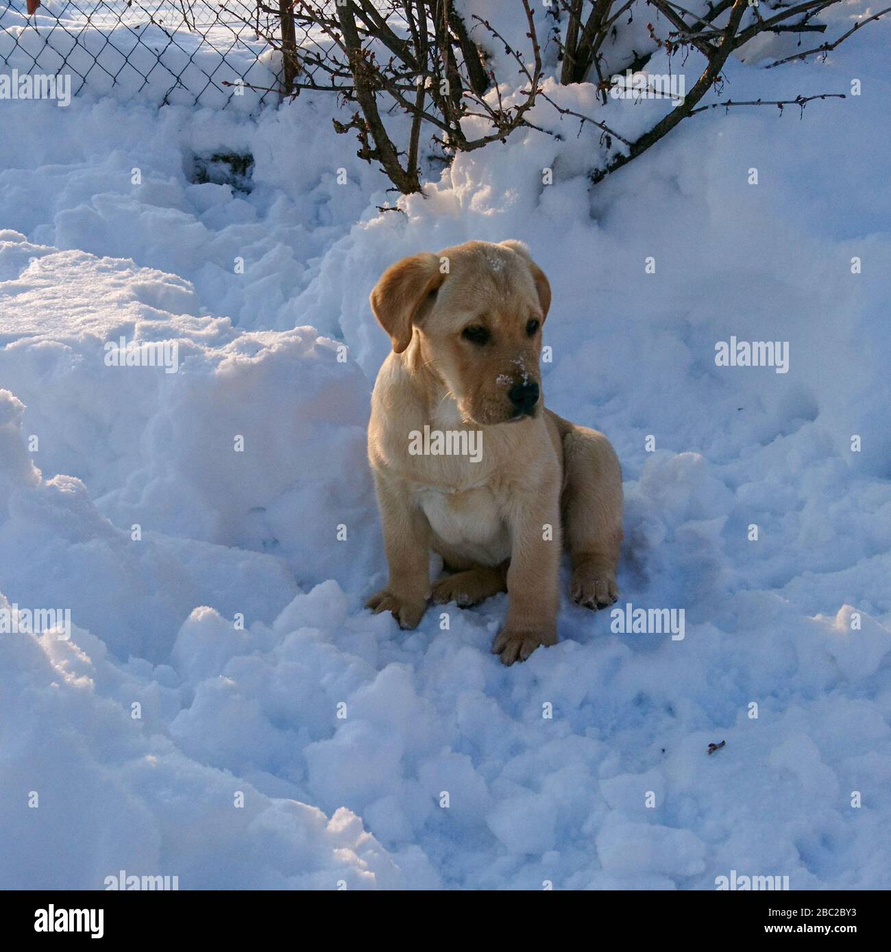Cute Yellow Lab Puppies In Snow