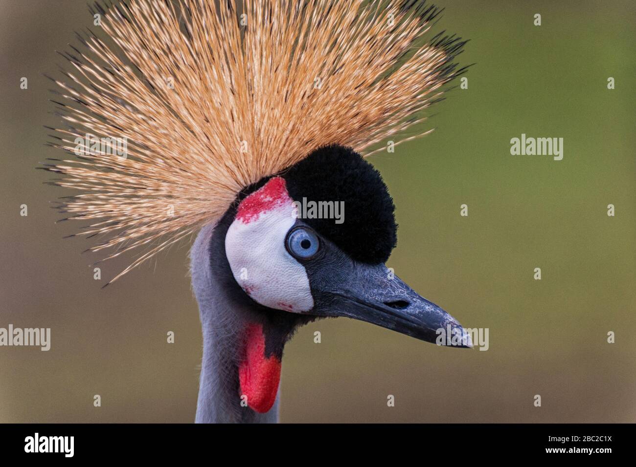 Crown bird red eyes hi-res stock photography and images - Alamy