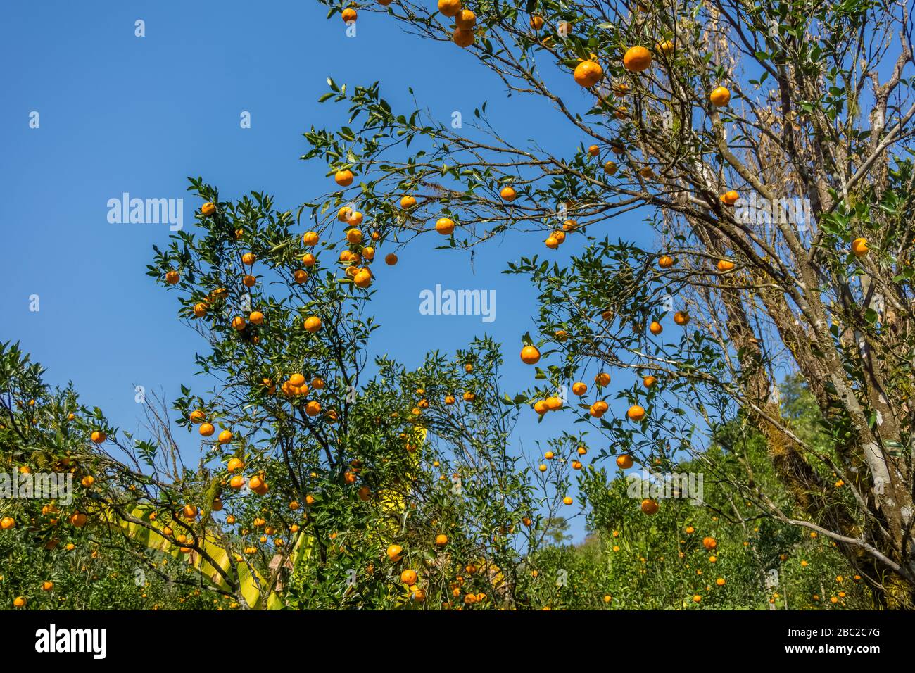 Ripe orange tree khasi mandarin in local orchard village Stock Photo ...