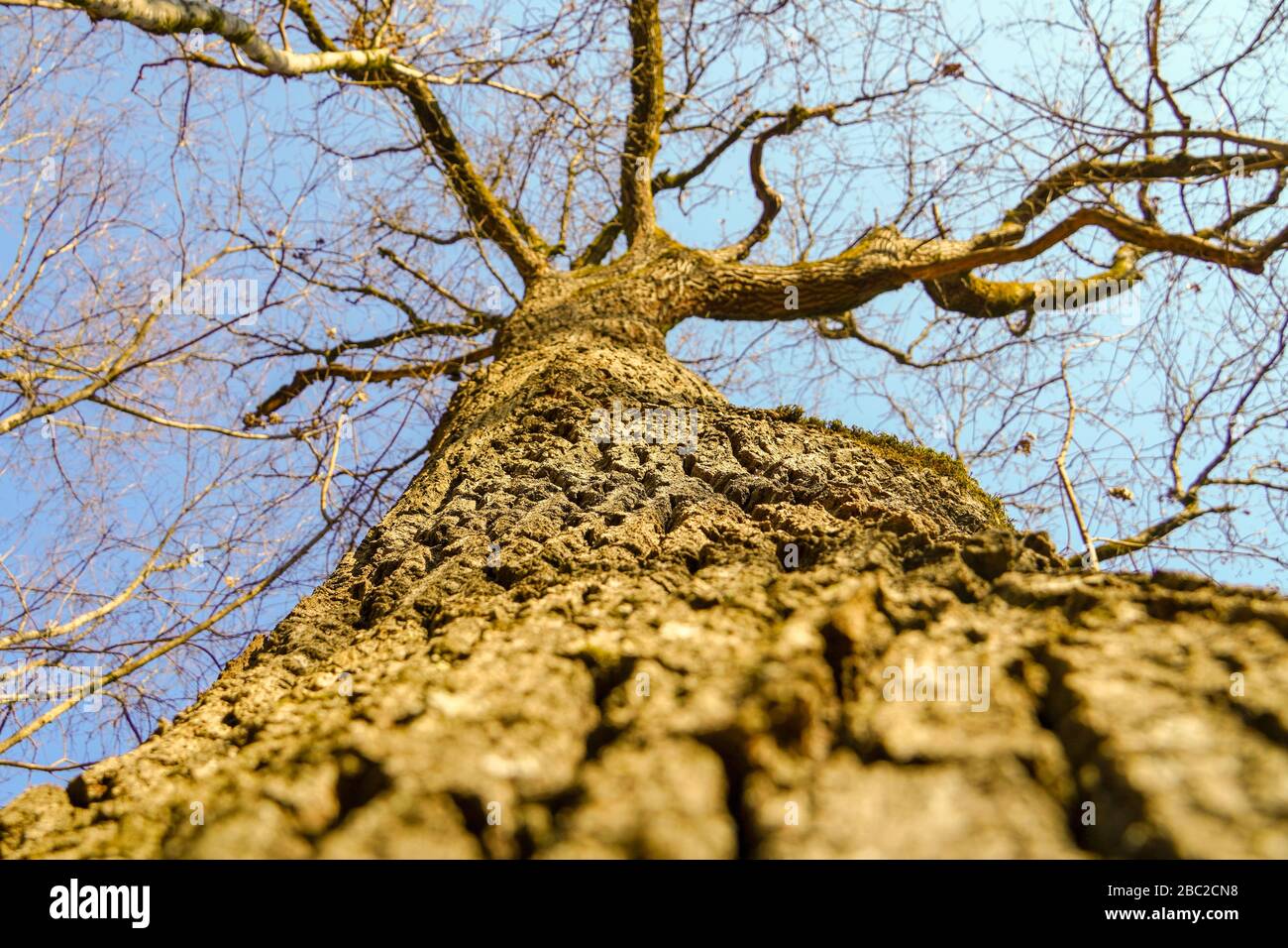 Sun rays in the old tree crown.Nature background Stock Photo - Alamy
