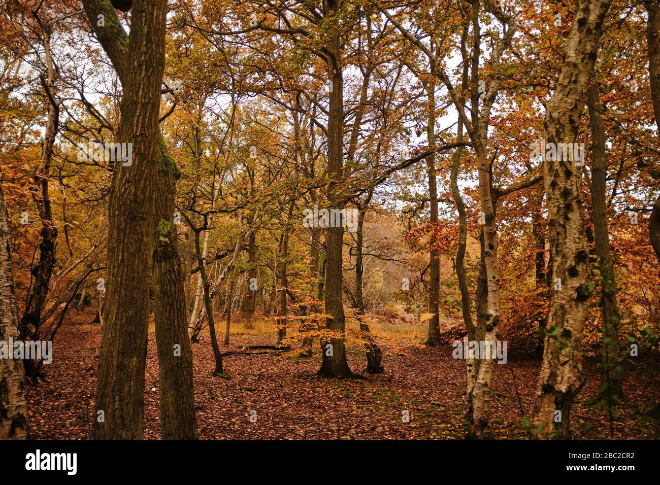 Deciduous woodland in autumn, in the UK Stock Photo - Alamy