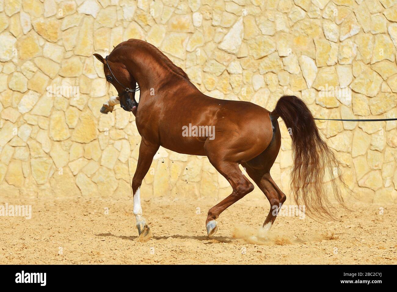 Horse Rearing Back Stock Photos & Horse Rearing Back Stock Images - Alamy
