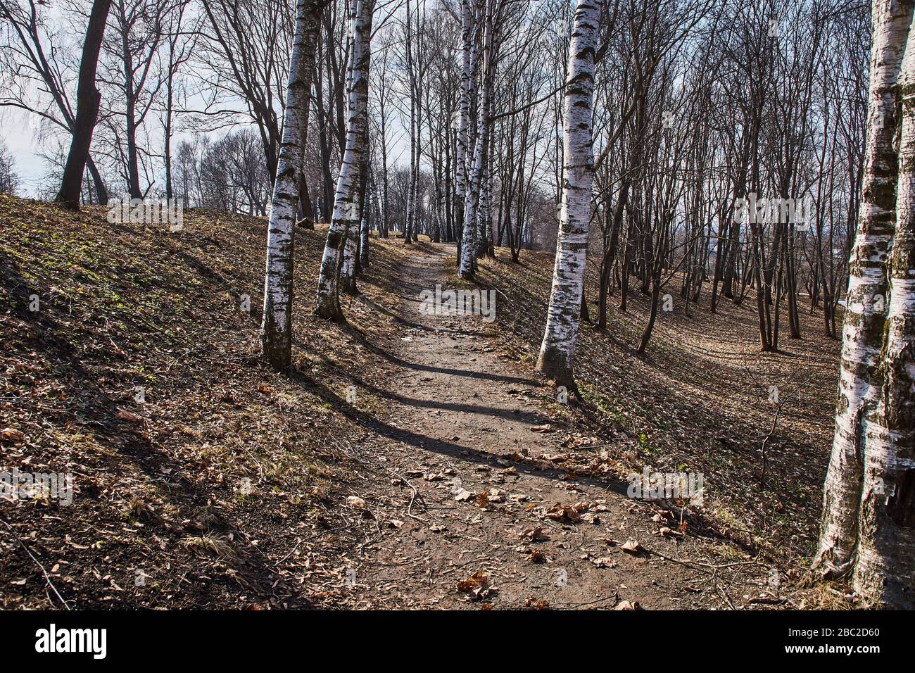 A dirt walking path surrounded by Russian birch trees. At the edges of ...
