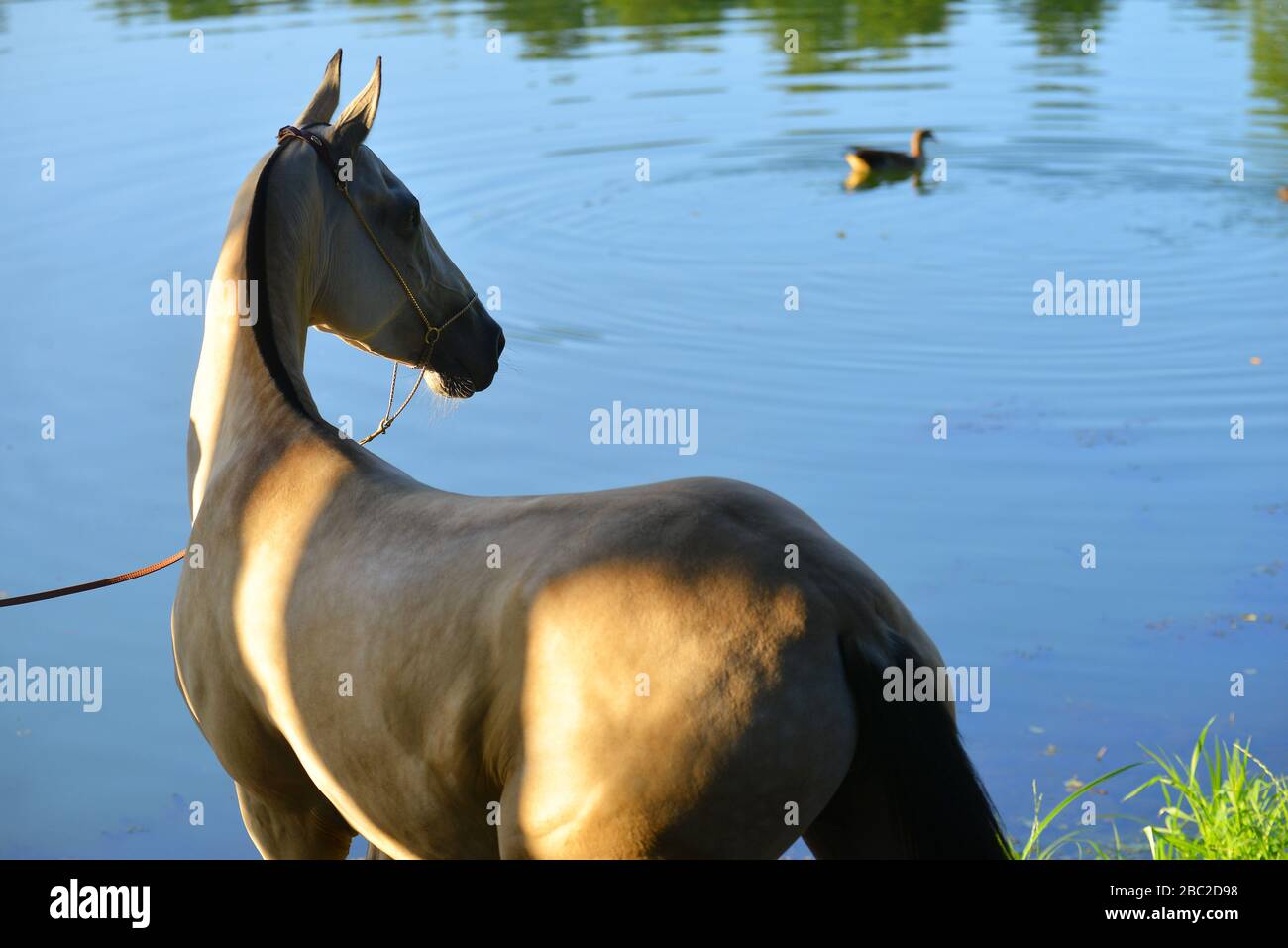 Buckskin horse head hi-res stock photography and images - Alamy