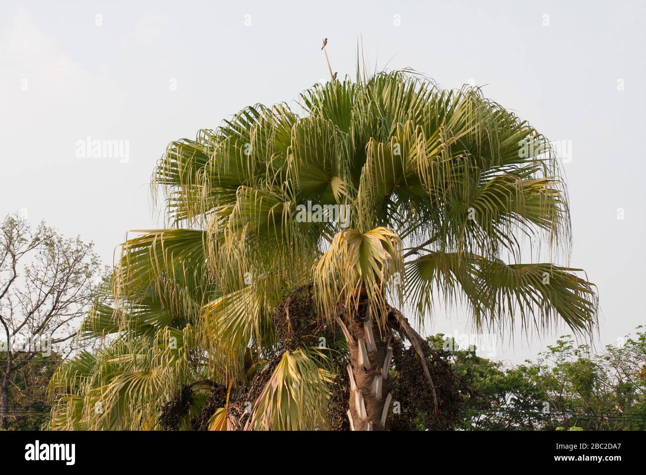 Medicinal plant of Thailand Stock Photo - Alamy