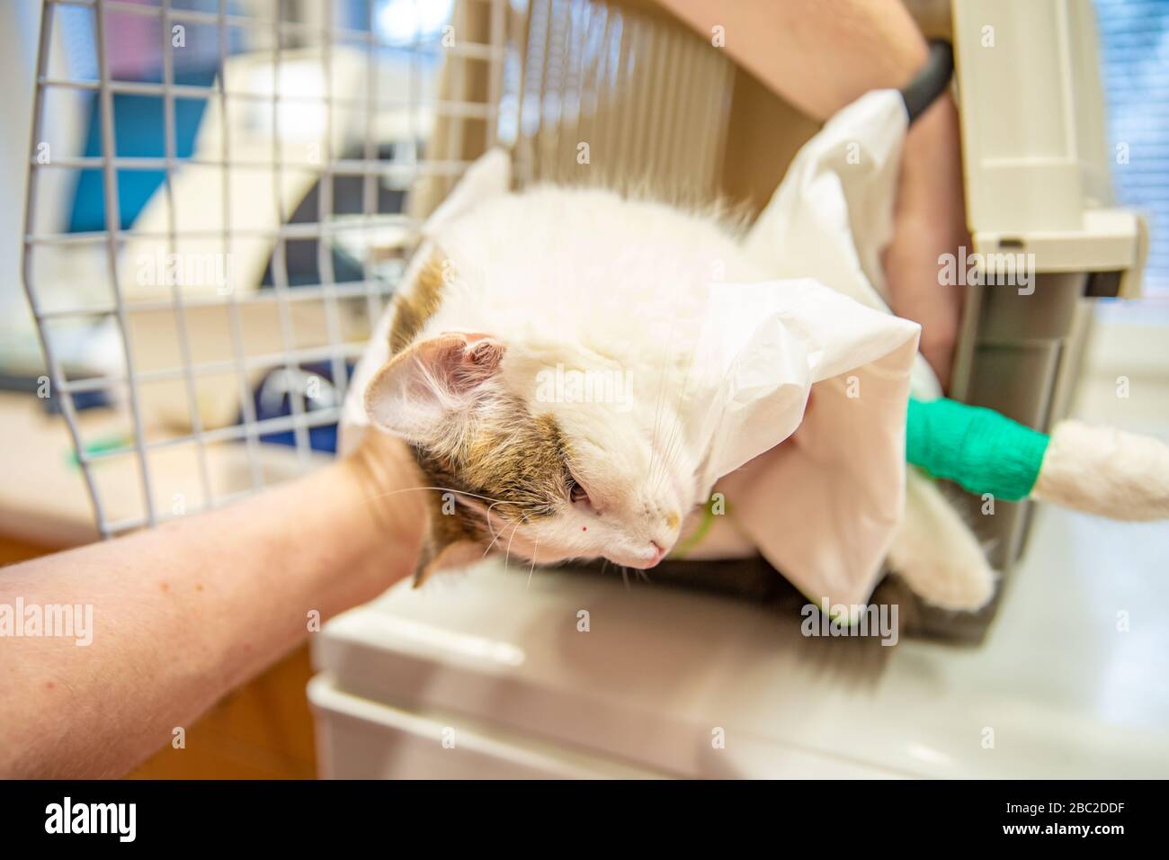 placing the cat in a transport cage after surgery Stock Photo - Alamy