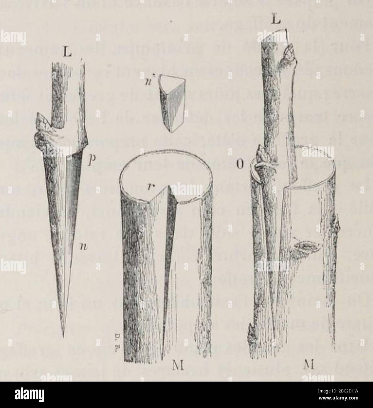 Greffe hi-res stock photography and images - Alamy