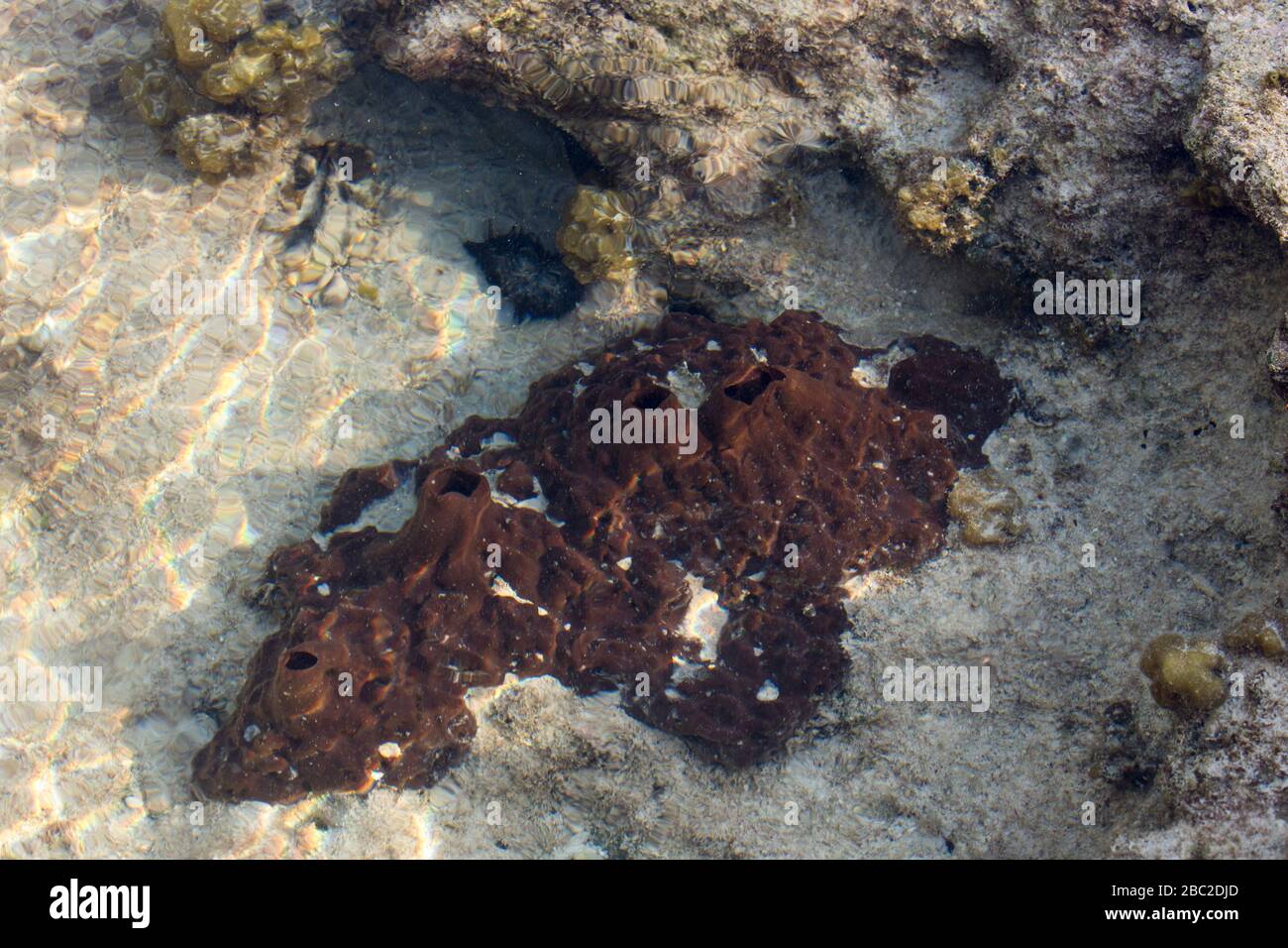 Photo of a sponge in the sea Stock Photo - Alamy