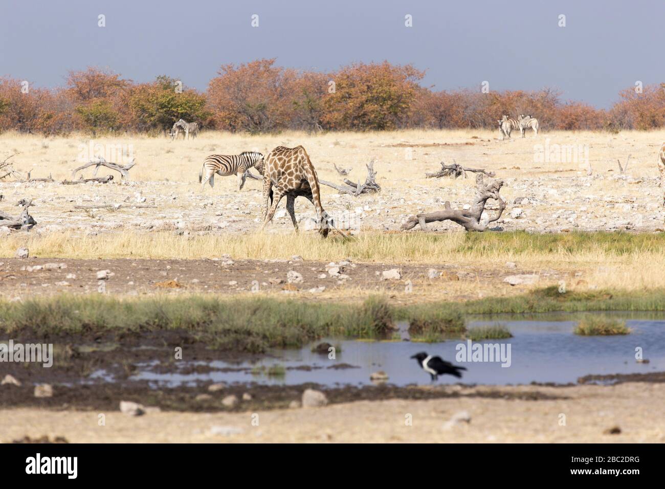 A namibia landscape in August with giraffe Stock Photo - Alamy