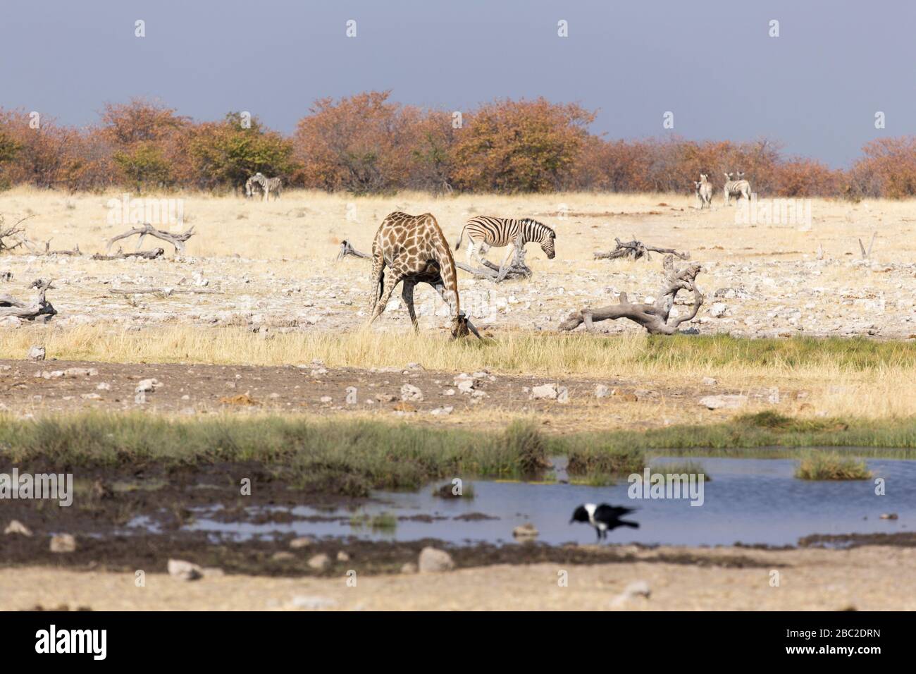 Giraffe full body eating hi-res stock photography and images - Alamy