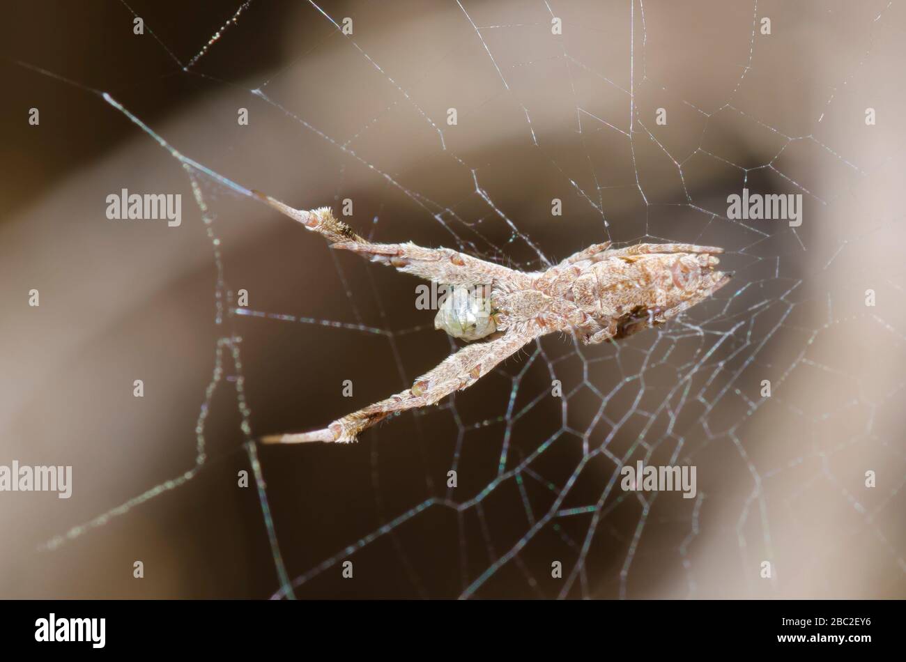 Featherlegged Spider, Uloborus sp., with prey Stock Photo - Alamy