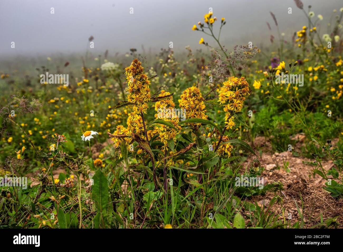 Anzer Plateau in İkizdere district of Rize, where world famous Anzer ...