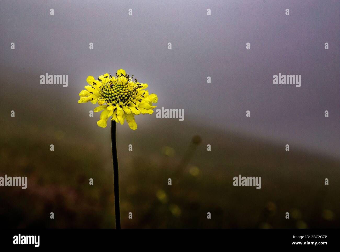 Anzer Plateau in İkizdere district of Rize, where world famous Anzer ...