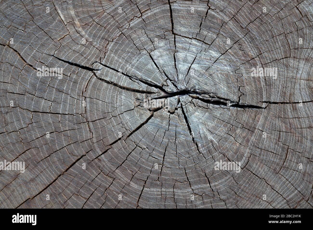 Closeup photo of a cut of a wooden log Stock Photo - Alamy