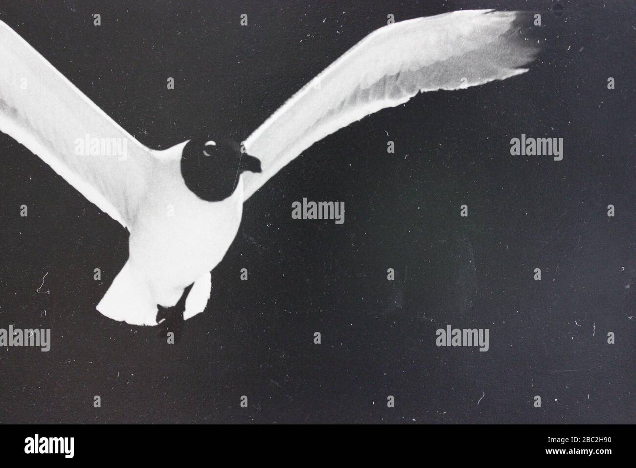 Black and white photograph of a common seagull Stock Photo - Alamy