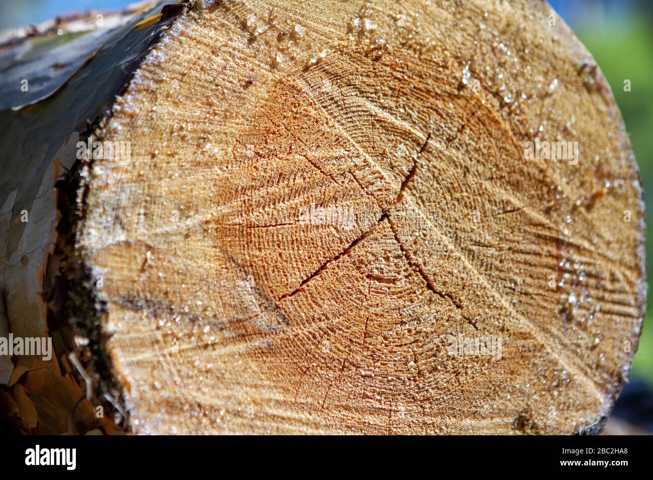 Log Pieces High Resolution Stock Photography and Images - Alamy