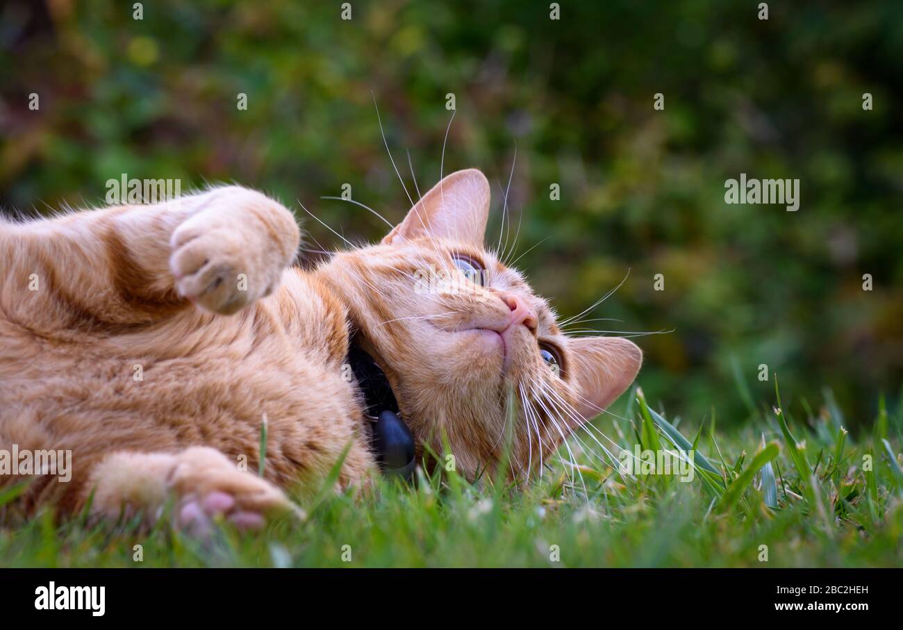 Ginger Cat Laying Down High Resolution Stock Photography and Images - Alamy