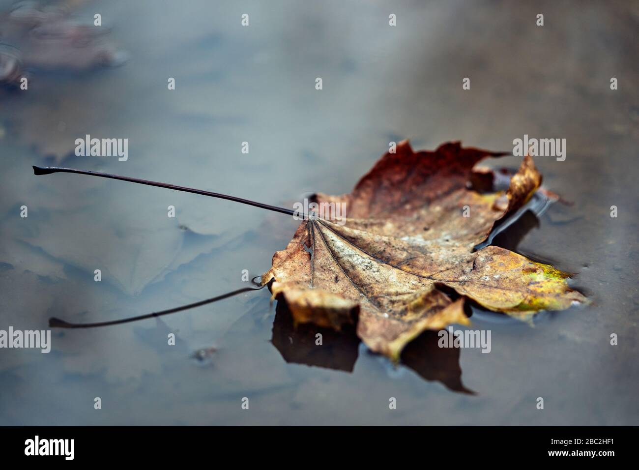 Floating dry leaf hi-res stock photography and images - Alamy