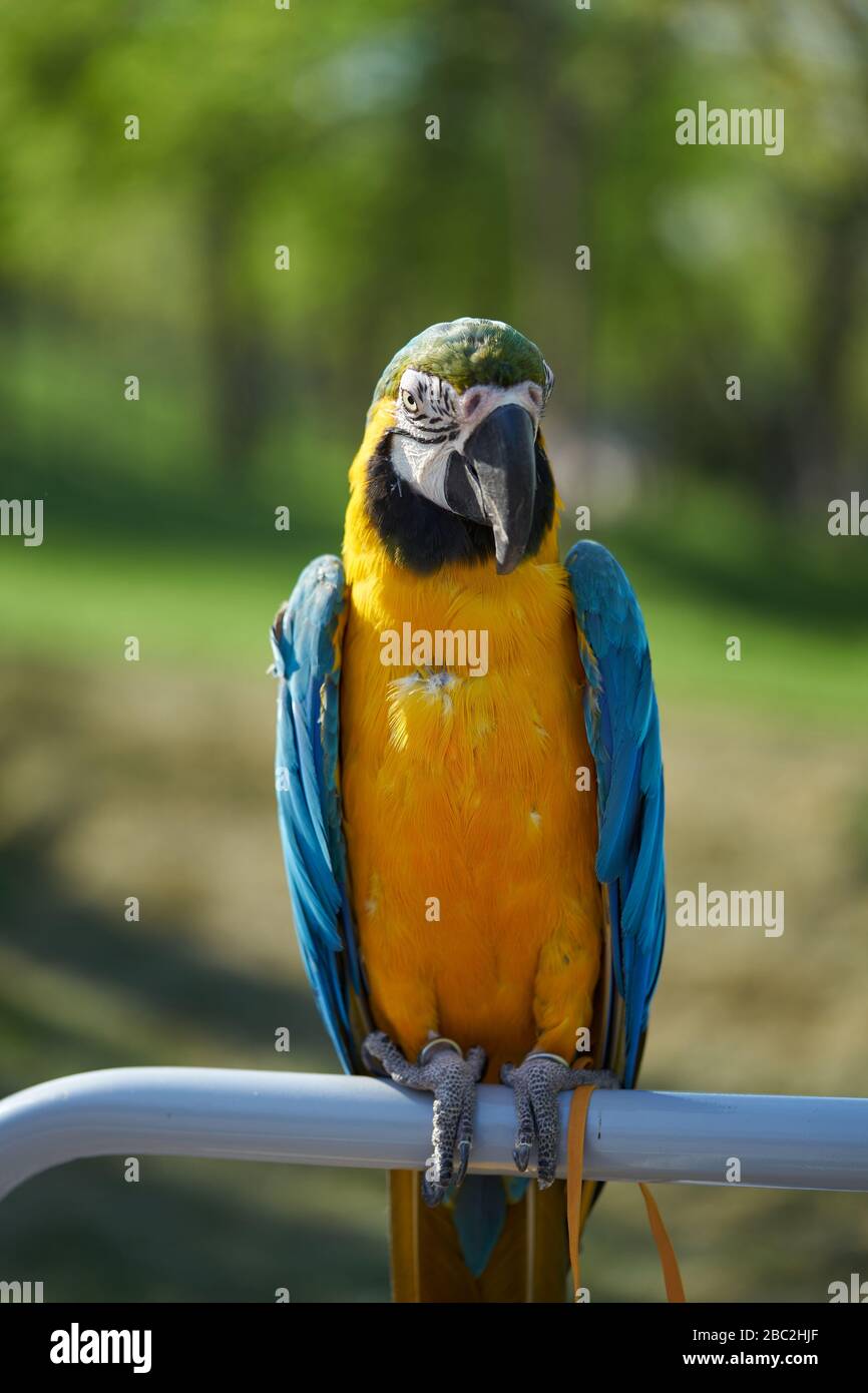 Blue-and-yellow macaw. The parrot tied with a rope sits on a perch on ...